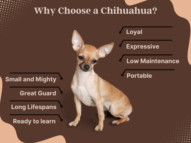 Chihuahua Dog Price in India: A Complete Guide – Blog News Link